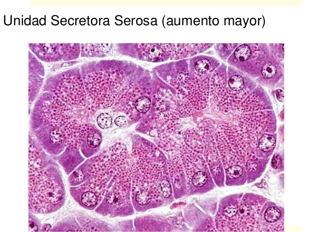Curso Histologia 02 Epitelios