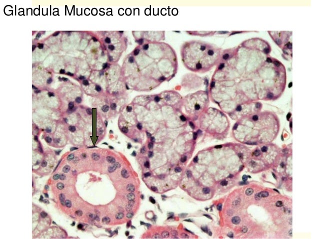 Curso Histologia 02 Epitelios