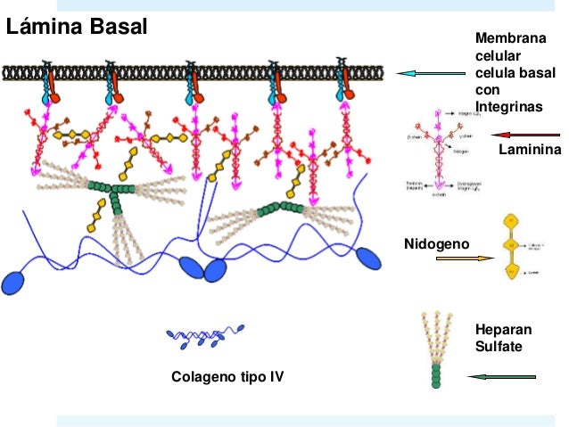 Curso Histologia 03 Tejido Conectivo