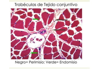 Curso Histologia 04 Tejido Muscular | PPTX