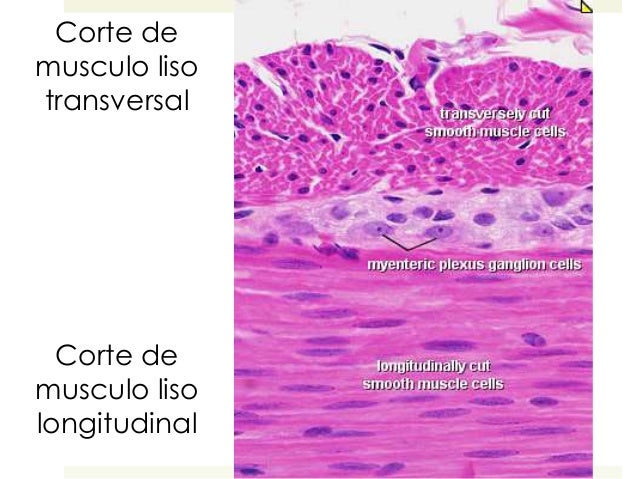 Curso Histologia 04 Tejido Muscular