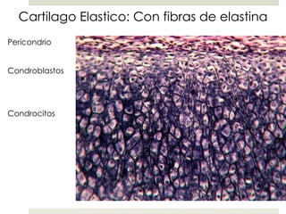 Curso Histologia 06 Tejido Conectivo Denso | PPTX
