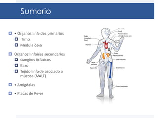 órganos Y Tejidos Linfáticos