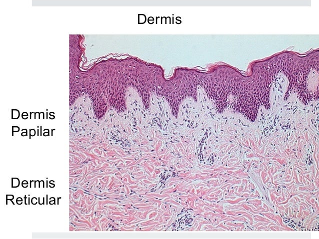 Curso Histologia 12 Piel y Anexos
