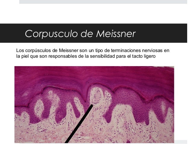 Curso Histologia 12 Piel y Anexos