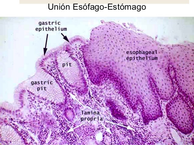 Curso Histologia 14 Sistema Digestivo I