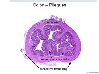Curso Histologia 15 Sistema Digestivo II | PPT