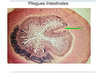 Curso Histologia 15 Sistema Digestivo II | PPT