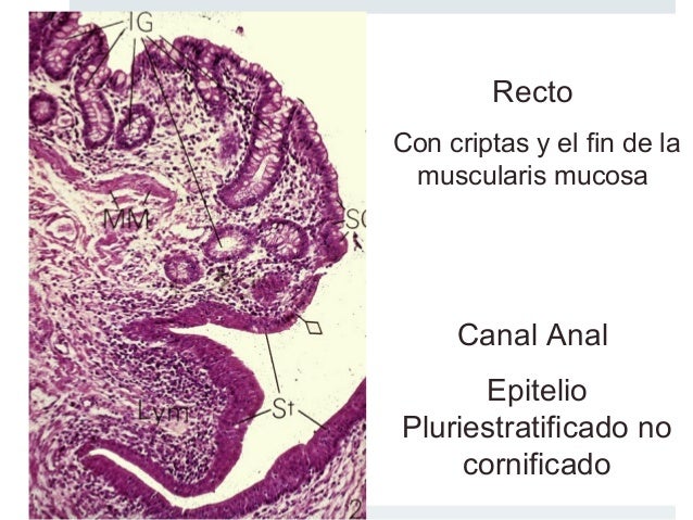 Curso Histologia 15 Sistema Digestivo II