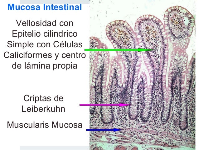 Curso Histologia 15 Sistema Digestivo II