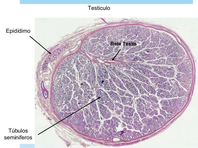 Curso Histologia 18 Sistema Reproductor Masculino