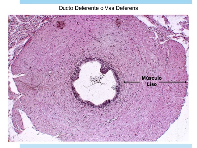 Curso Histologia 18 Sistema Reproductor Masculino