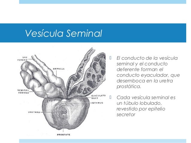 Curso Histologia 18 Sistema Reproductor Masculino