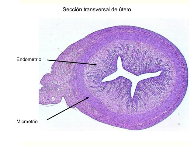 Curso Histologia 19 Sistema Reproductor Femenino