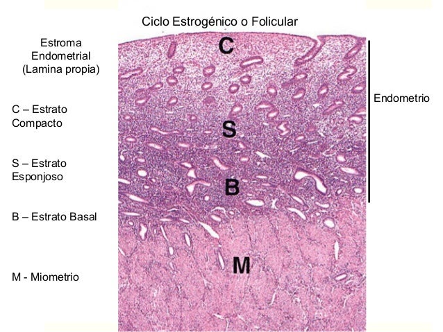Curso Histologia 19 Sistema Reproductor Femenino