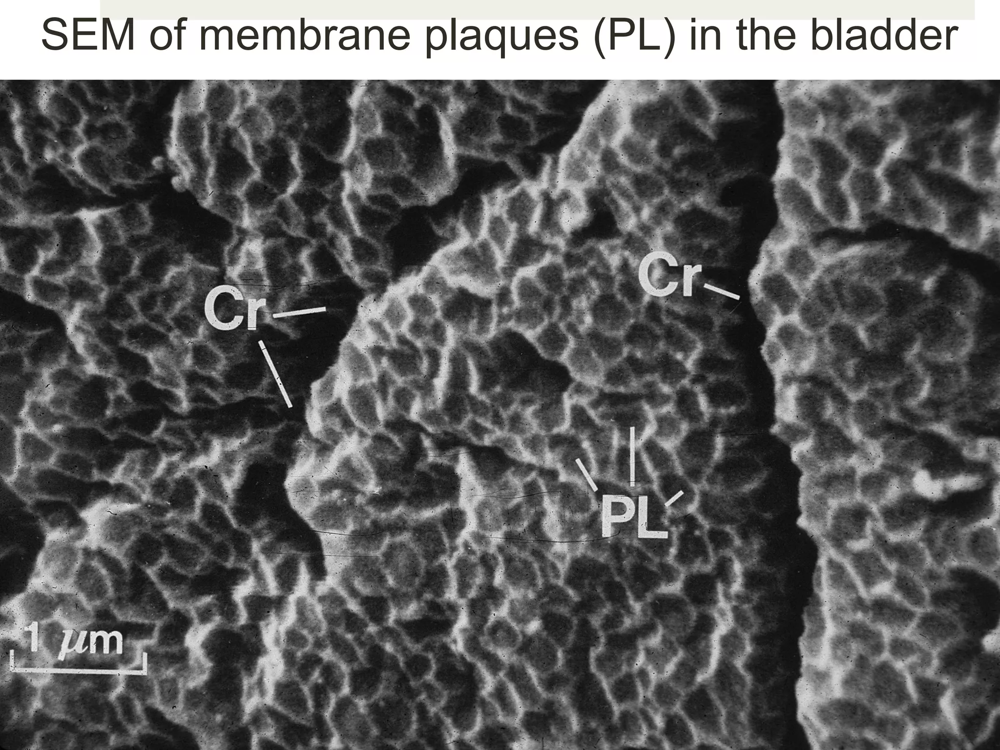 Curso Histologia 20 Sistema Urinario | PPT