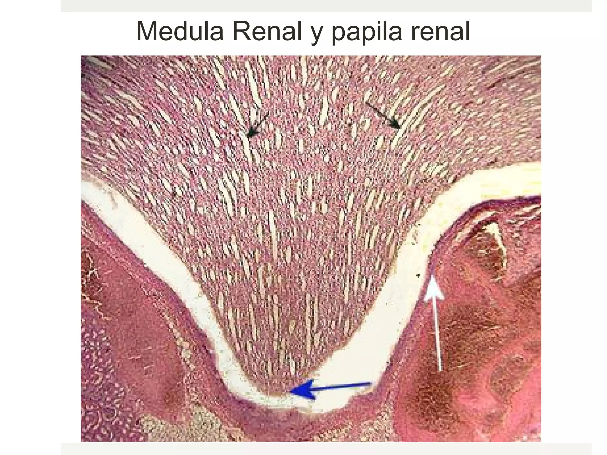 Curso Histologia 20 Sistema Urinario | PPT