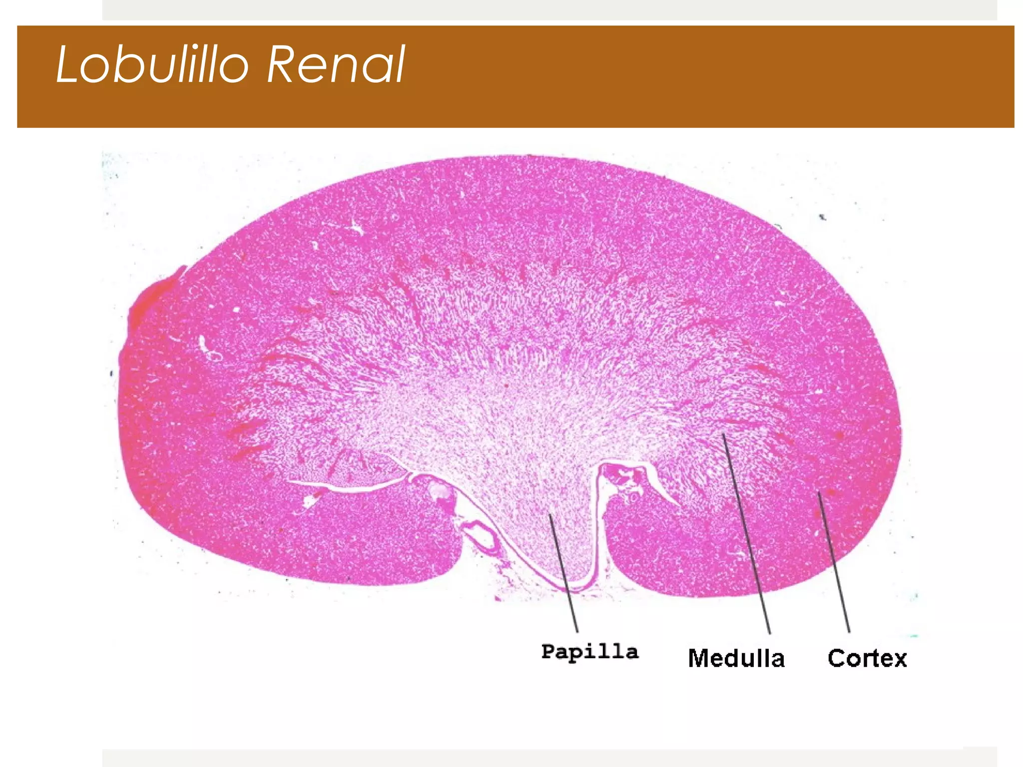 Curso Histologia 20 Sistema Urinario | PPT