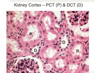 Curso Histologia 20 Sistema Urinario | PPT