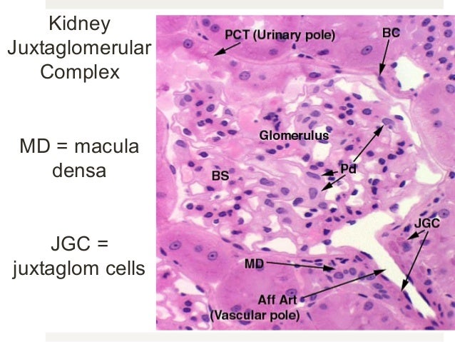 Curso Histologia 20 Sistema Urinario