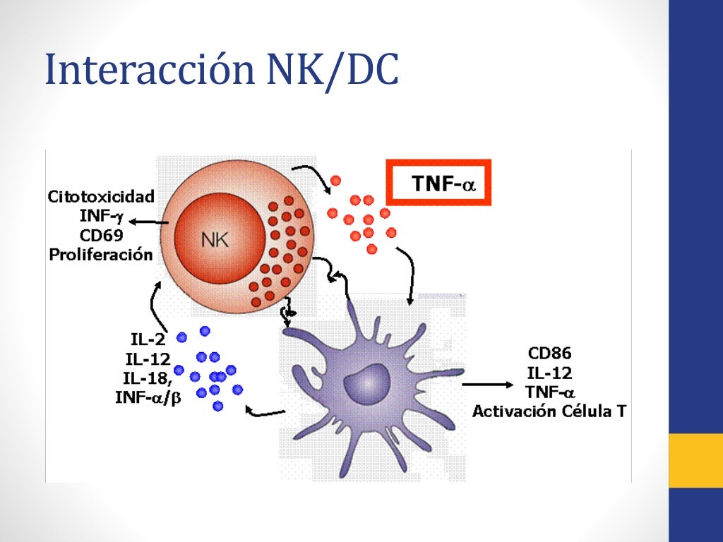 Curso Inmunologia 13 Celulas NK