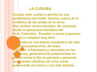 Curuba daniela y martha | PPT