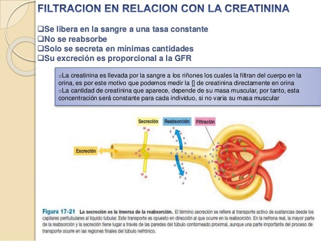 Curva de calibración de la creatinina