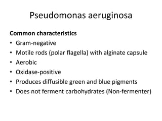 Curved GNR, Pseudomonas & Bordetella | PPTX