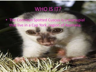 Spotted Cuscus | PPTX
