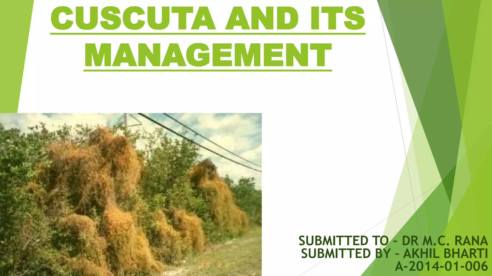Cuscuta & its management | PPTX