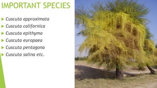 Cuscuta & its management | PPTX