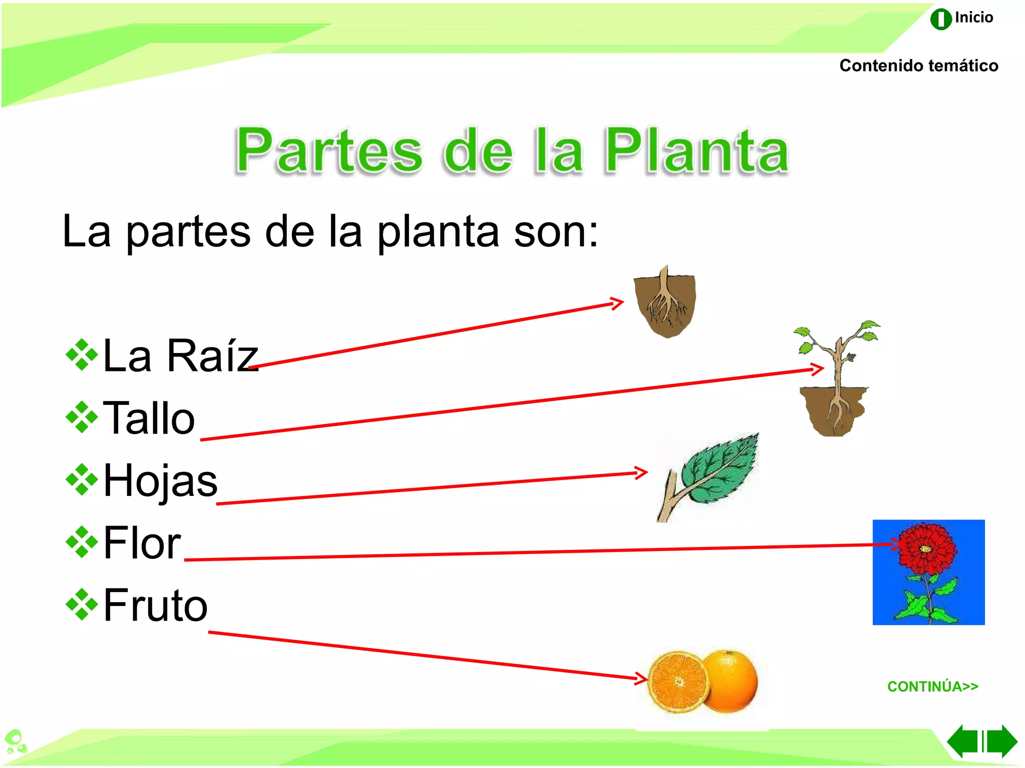 las partes de la planta | PPT