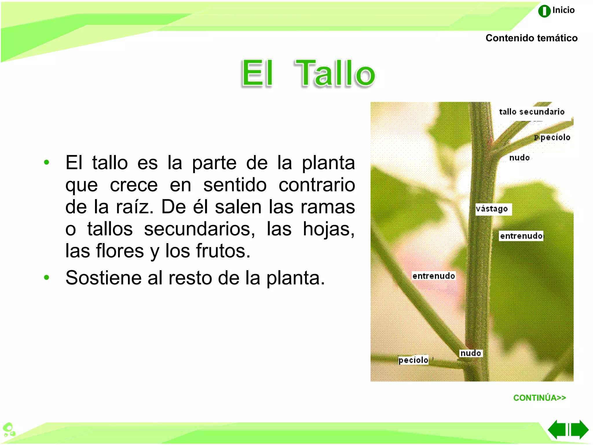 las partes de la planta | PPT