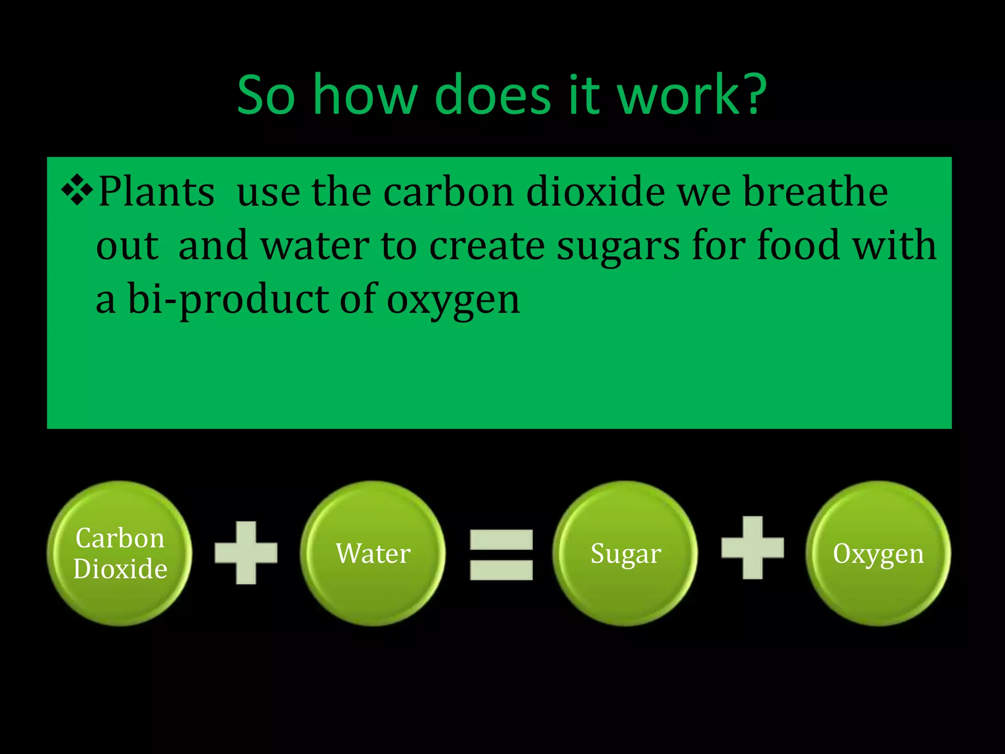 Photosynthesis Presentation | PPTX