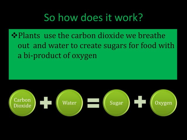 Photosynthesis Presentation | PPTX
