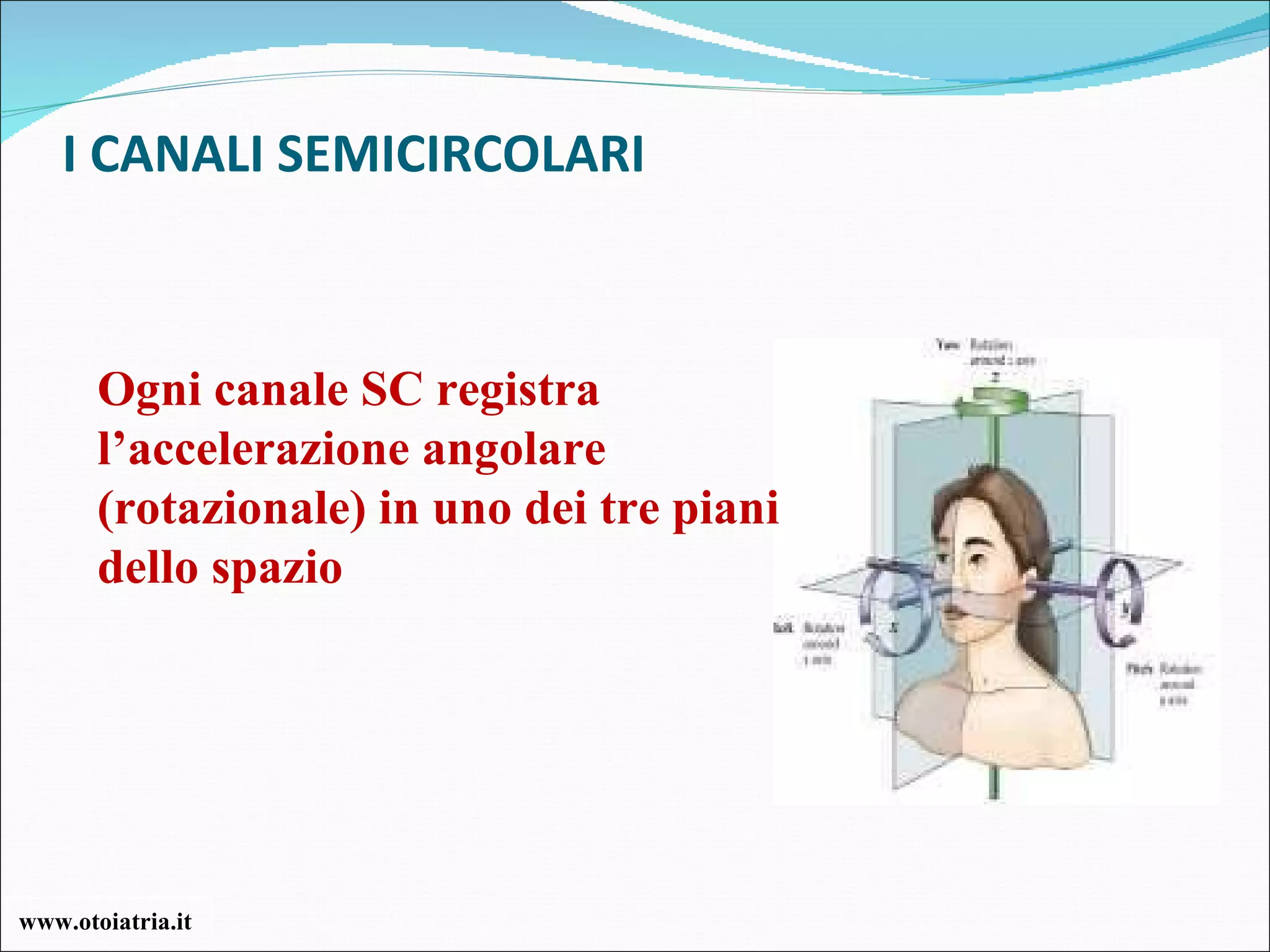Sistema Vestibolare: anatomia e fisiologia | PPT