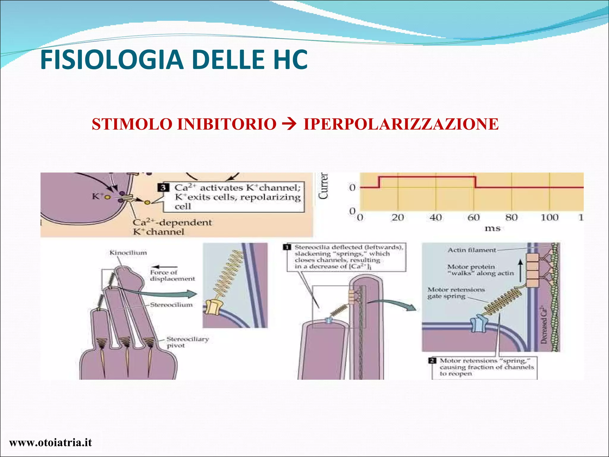 Sistema Vestibolare: anatomia e fisiologia | PPT