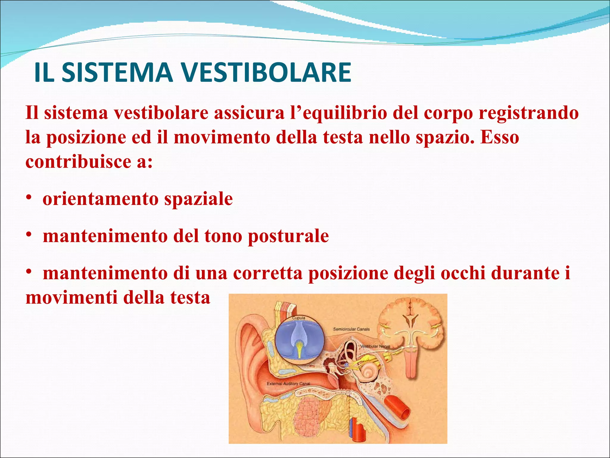 Sistema Vestibolare: anatomia e fisiologia | PPT