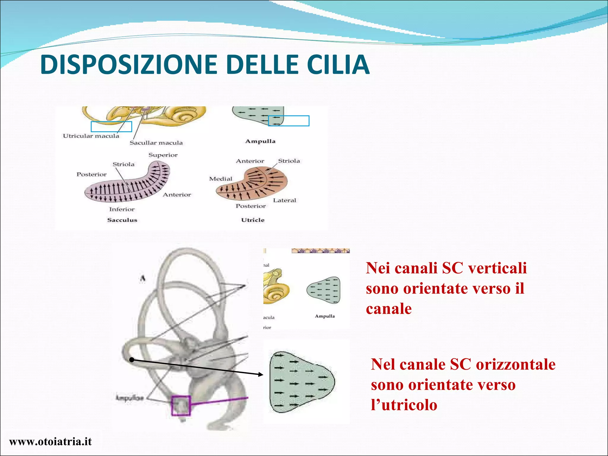 Sistema Vestibolare: anatomia e fisiologia | PPT