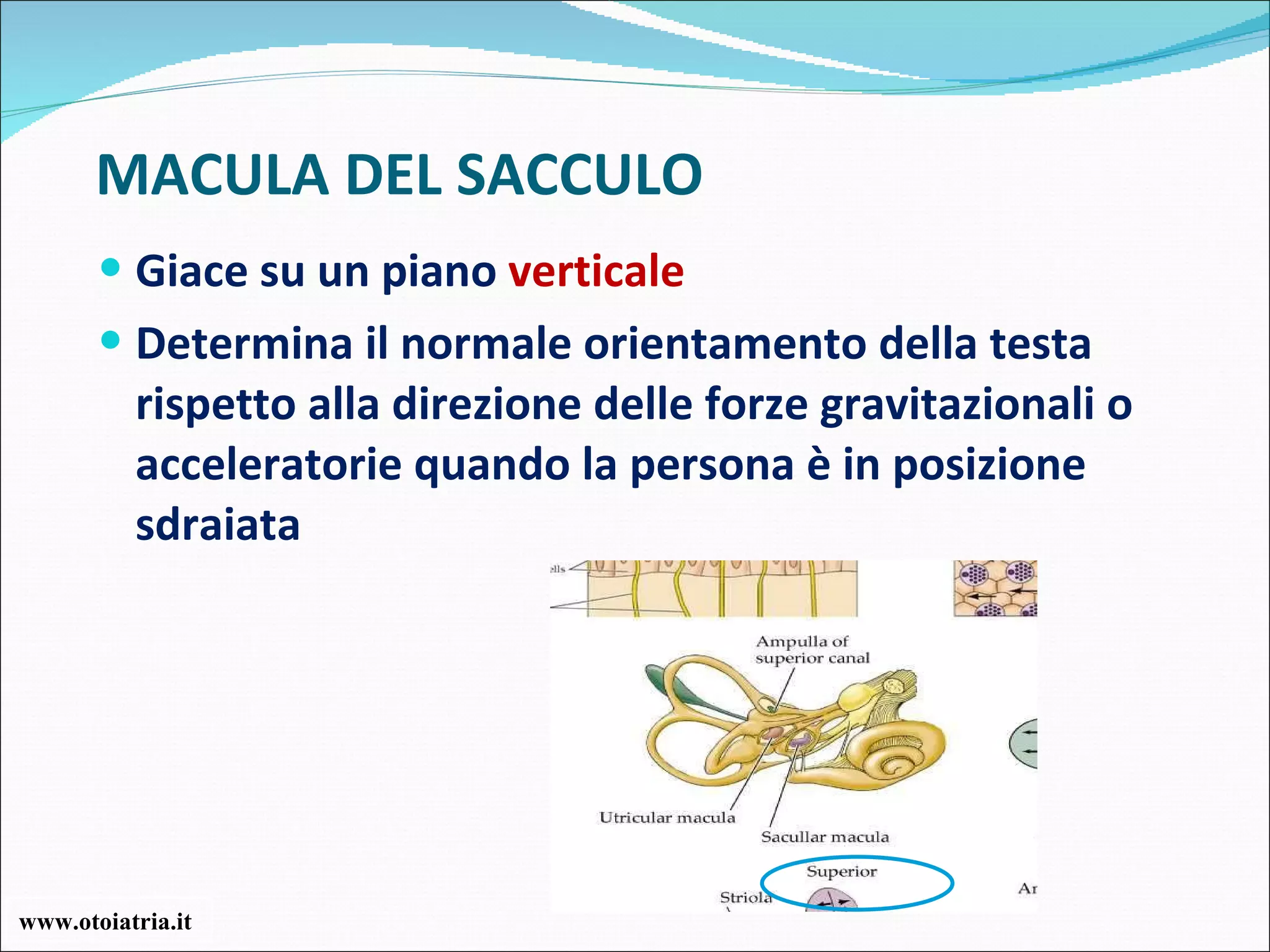 Sistema Vestibolare: anatomia e fisiologia | PPT