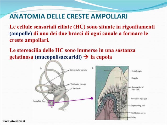 Sistema Vestibolare: anatomia e fisiologia | PPT