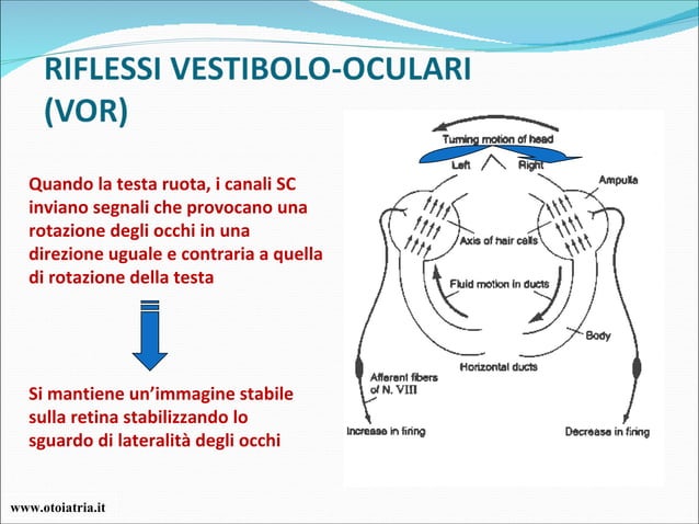 Sistema Vestibolare: anatomia e fisiologia | PPT