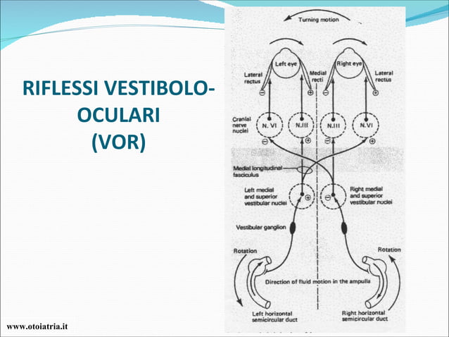 Sistema Vestibolare: anatomia e fisiologia | PPT