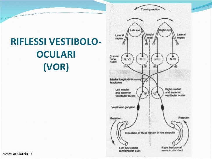 Sistema Vestibolare: anatomia e fisiologia