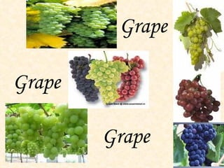 Fruits and vegetabels | PPT