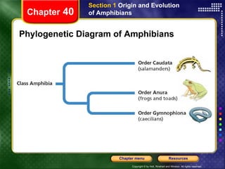 Class Amphibia Diagram