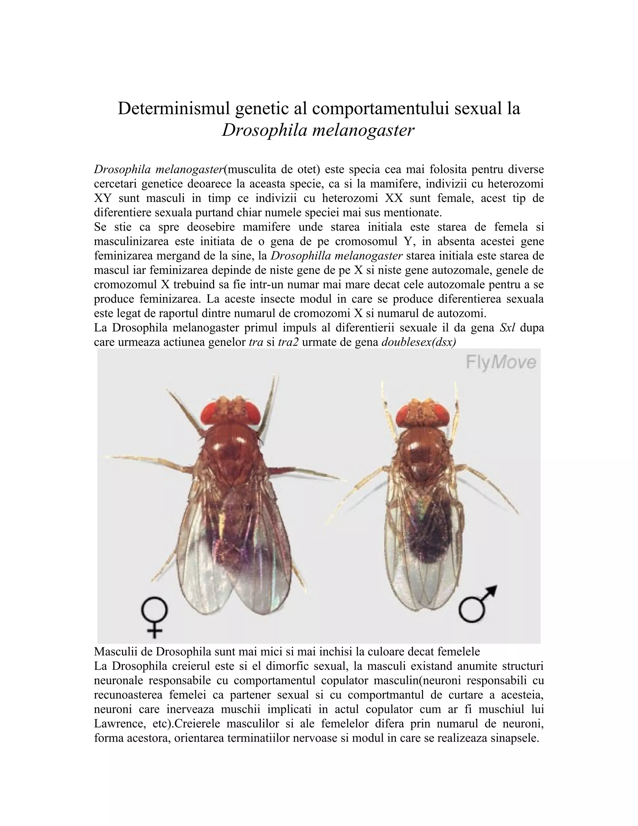 Determinismul genetic al comportamentului sexual la drosophila ...