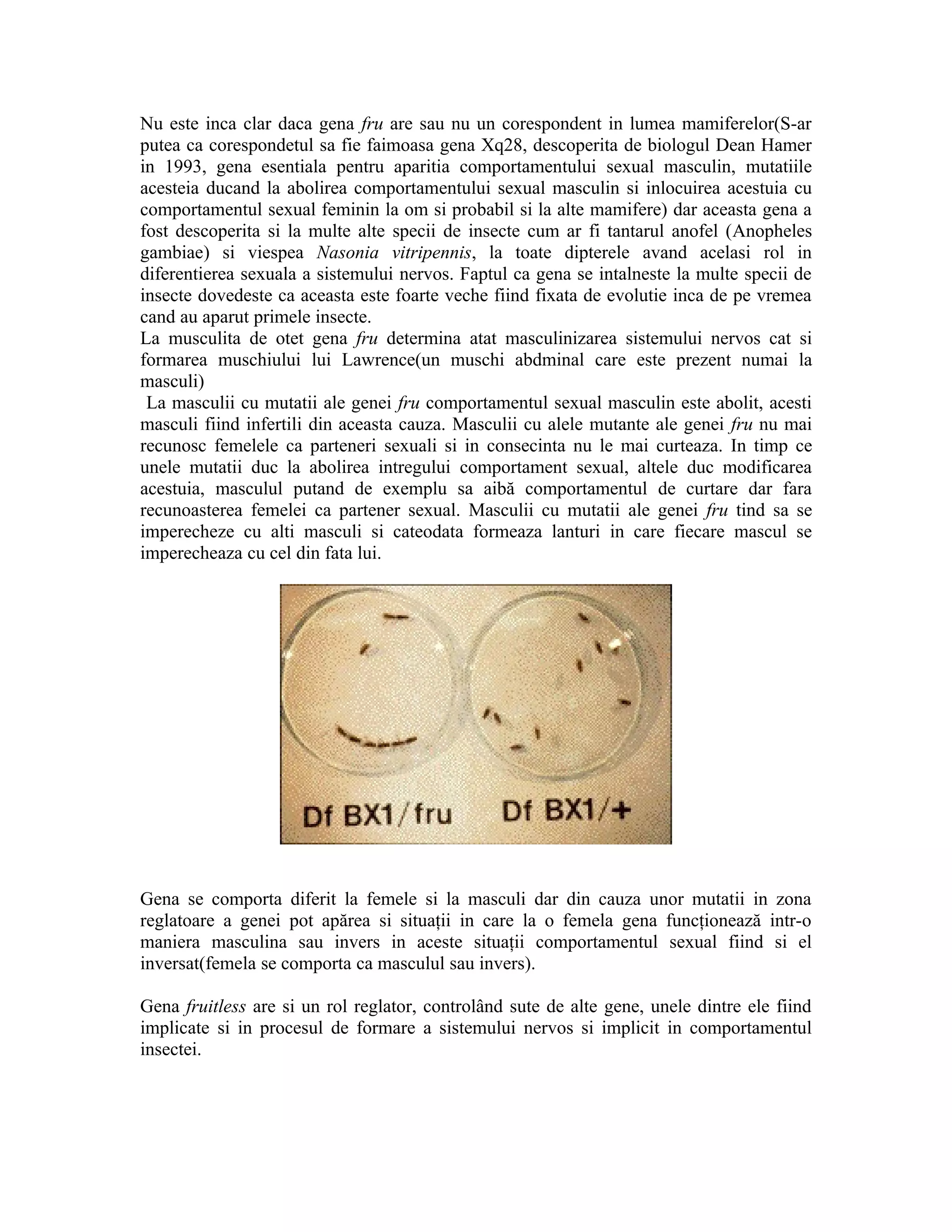 Determinismul genetic al comportamentului sexual la drosophila ...