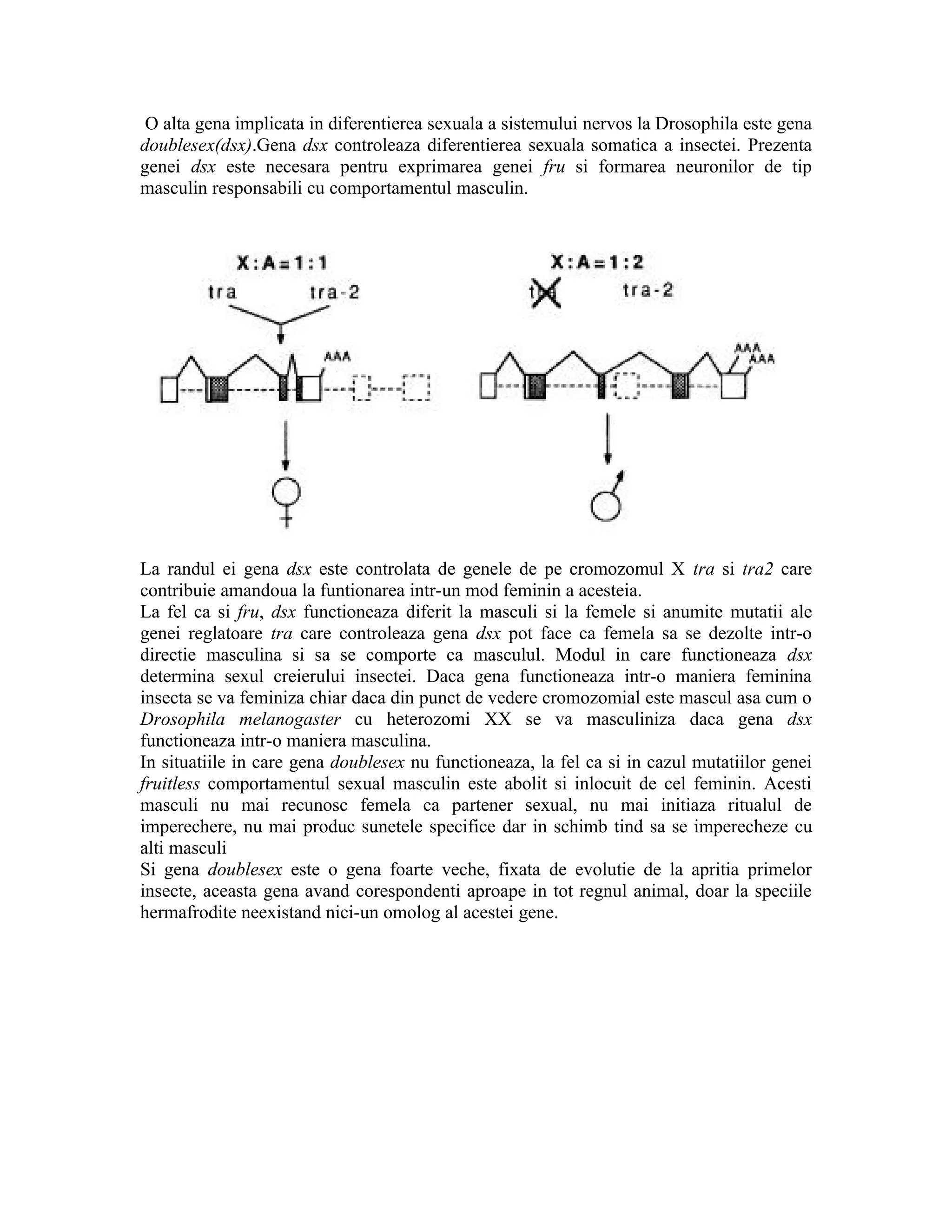 Determinismul genetic al comportamentului sexual la drosophila ...