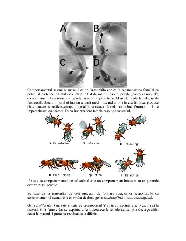 Determinismul genetic al comportamentului sexual la drosophila ...